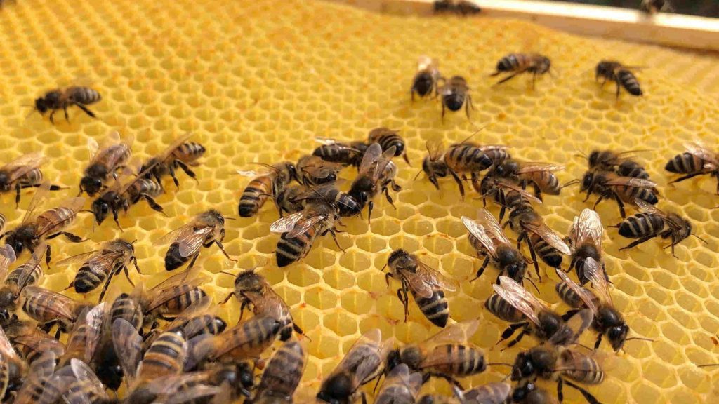 BEE INSPIRED: THE WONDERS OF BEESWAX - Sugar House Island